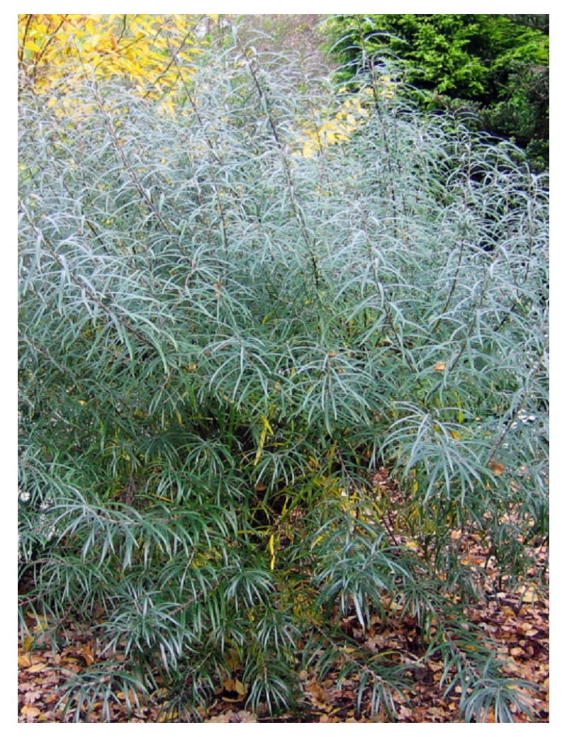 SALIX rosmarinifolia (Saule à feuilles de romarin)
