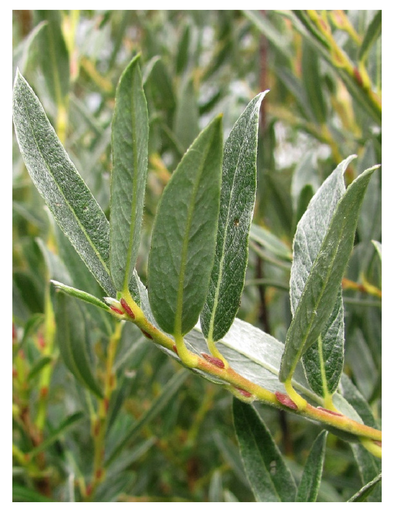 SALIX rosmarinifolia (Saule à feuilles de romarin)