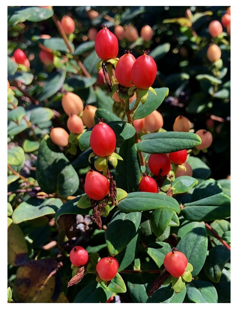 HYPERICUM inodorum ELSTEAD (Millepertuis arbustif Elstead)