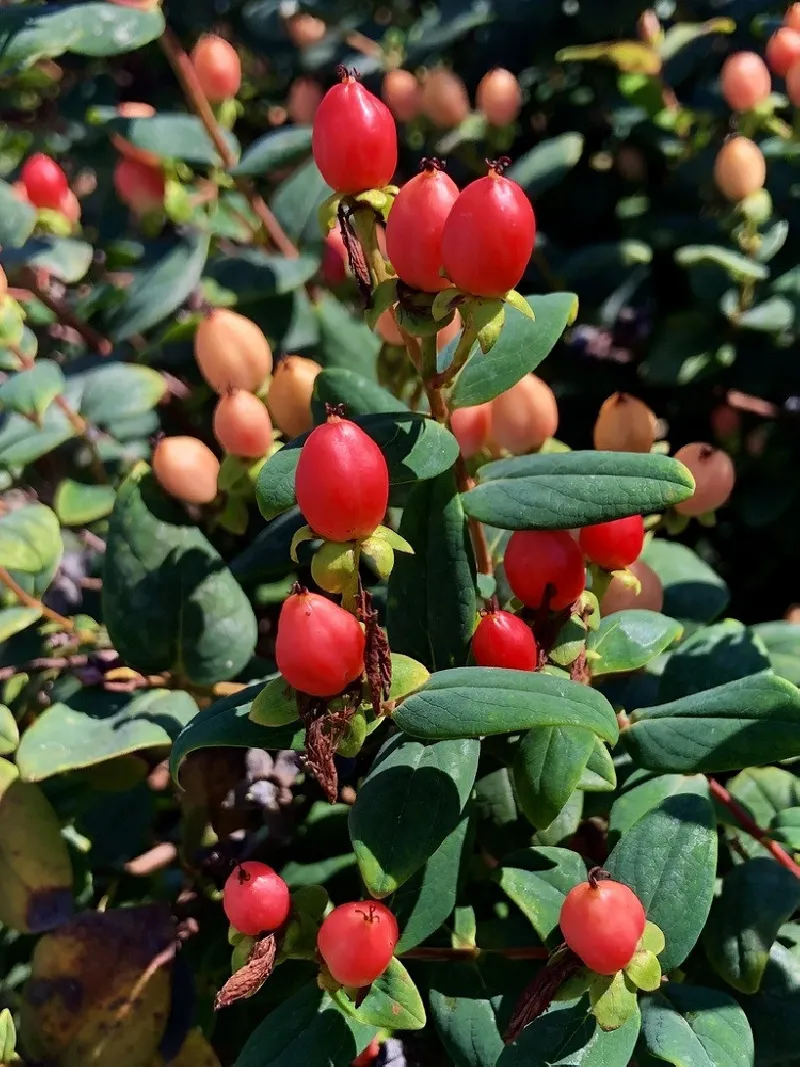 HYPERICUM inodorum ELSTEAD (Millepertuis arbustif Elstead)