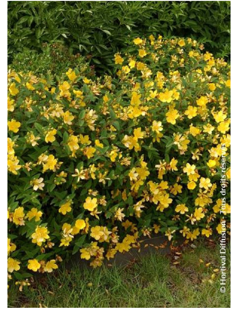 HYPERICUM hidcoteense HIDCOTE (Millepertuis arbustif)