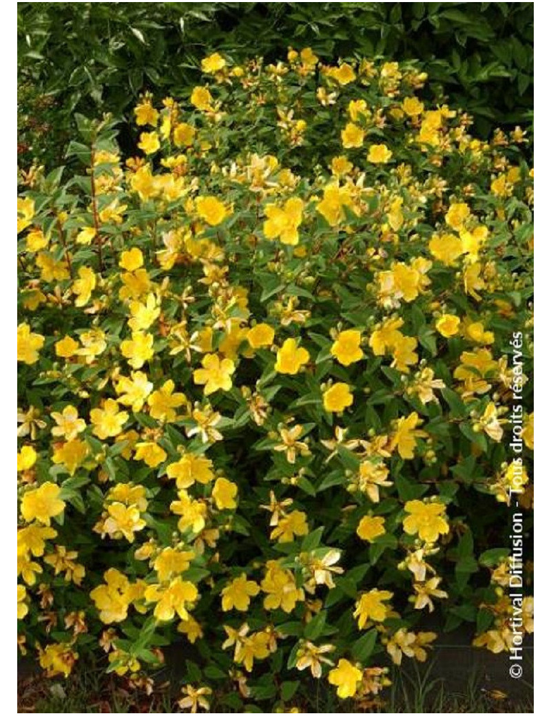 HYPERICUM HIDCOTE (Millepertuis arbustif)