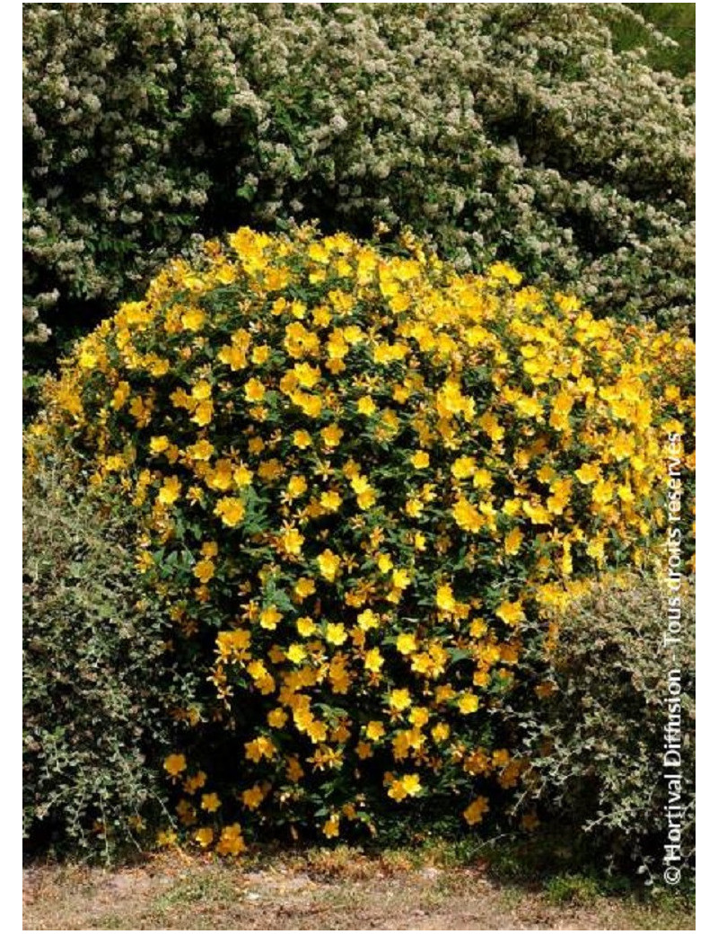 HYPERICUM hidcoteense HIDCOTE (Millepertuis arbustif)