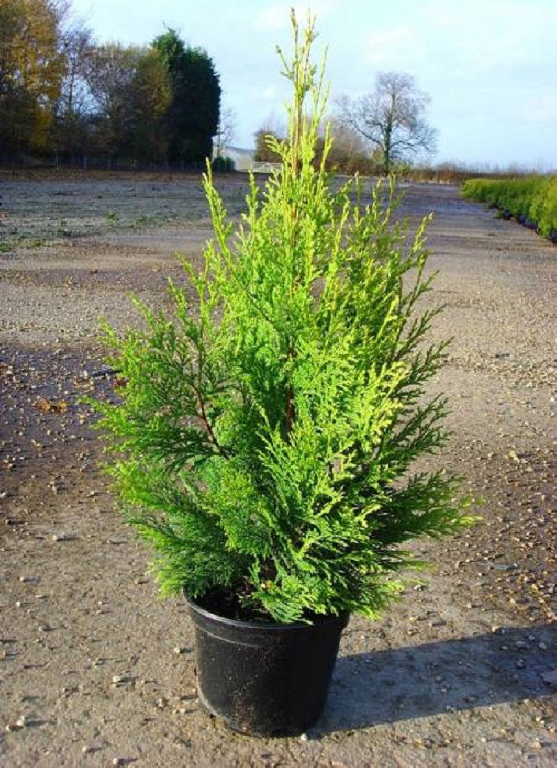 CUPRESSOCYPARIS leylandii EXCALIBUR GOLD cov (Cyprès de leyland doré ...