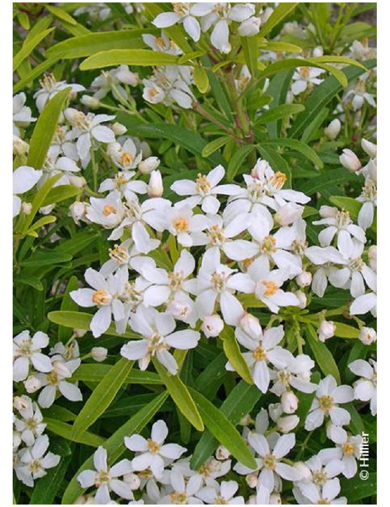 CHOISYA AZTEC GOLD® (Oranger du Mexique Aztec gold)