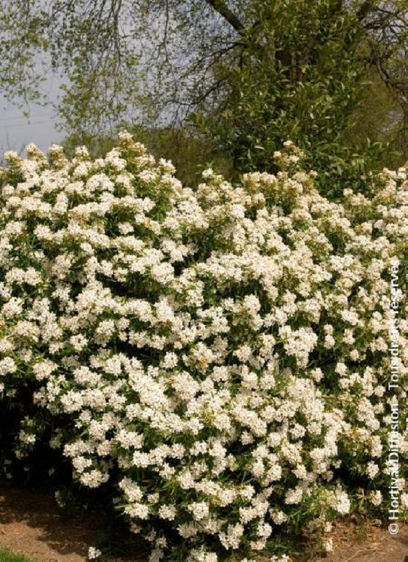 CHOISYA AZTEC PEARL (Oranger du Mexique Aztec Pearl)