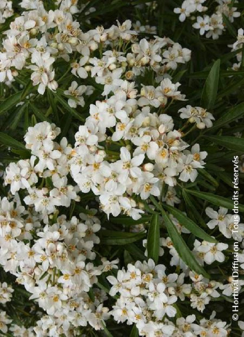 CHOISYA AZTEC PEARL (Oranger du Mexique Aztec Pearl)