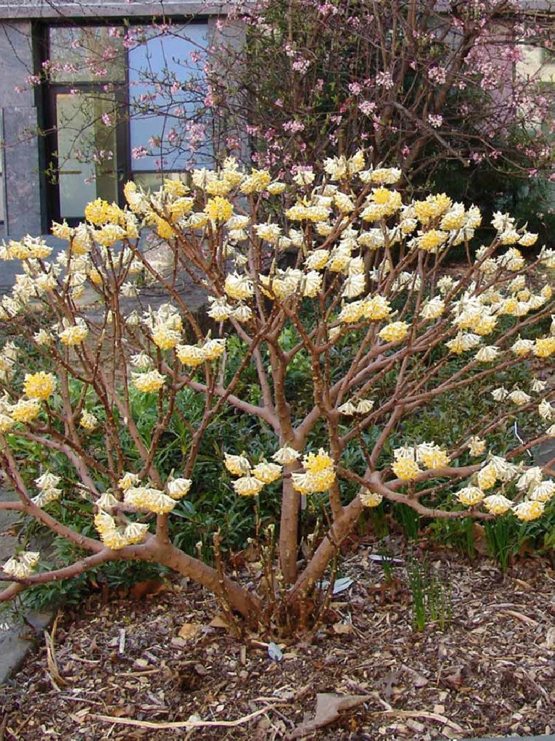 EDGEWORTHIA chrysantha GRANDIFLORA (Buisson à papier Grandiflora)