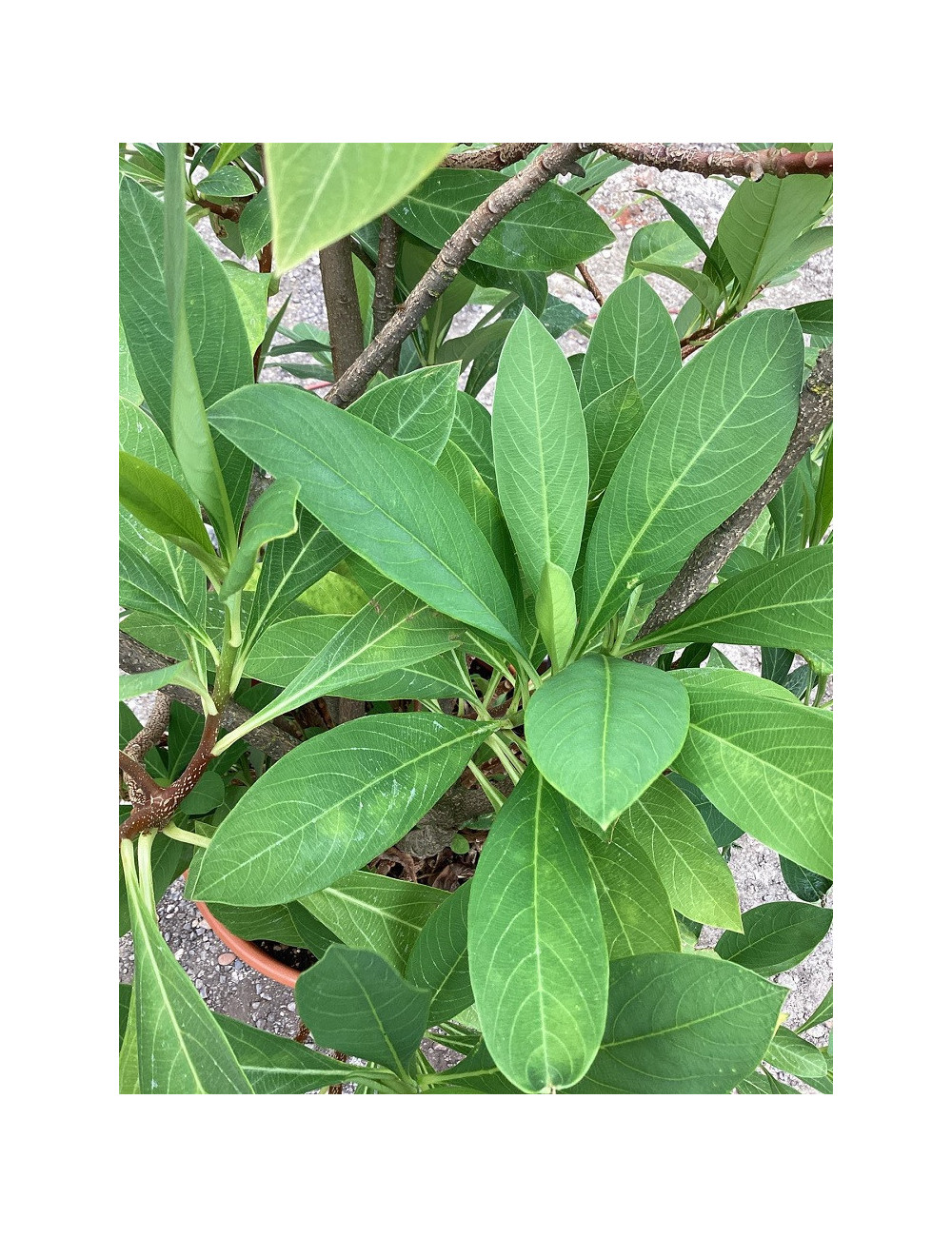 EDGEWORTHIA chrysantha GRANDIFLORA (Buisson à papier Grandiflora)