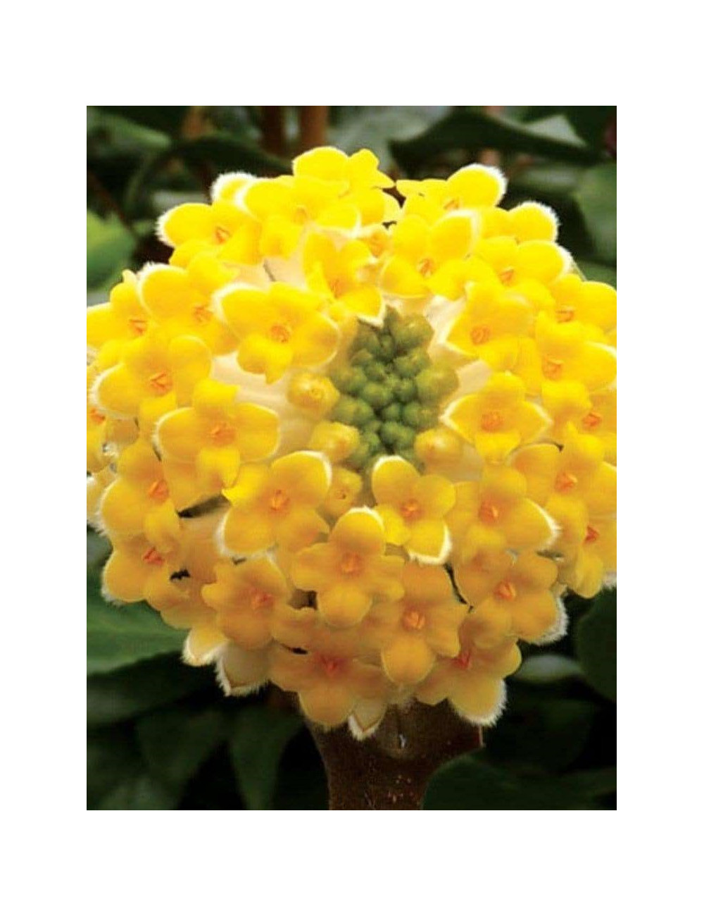 EDGEWORTHIA chrysantha GRANDIFLORA (Buisson à papier Grandiflora)