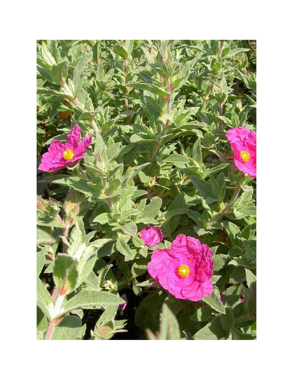 CISTUS crispus (Ciste crépu)