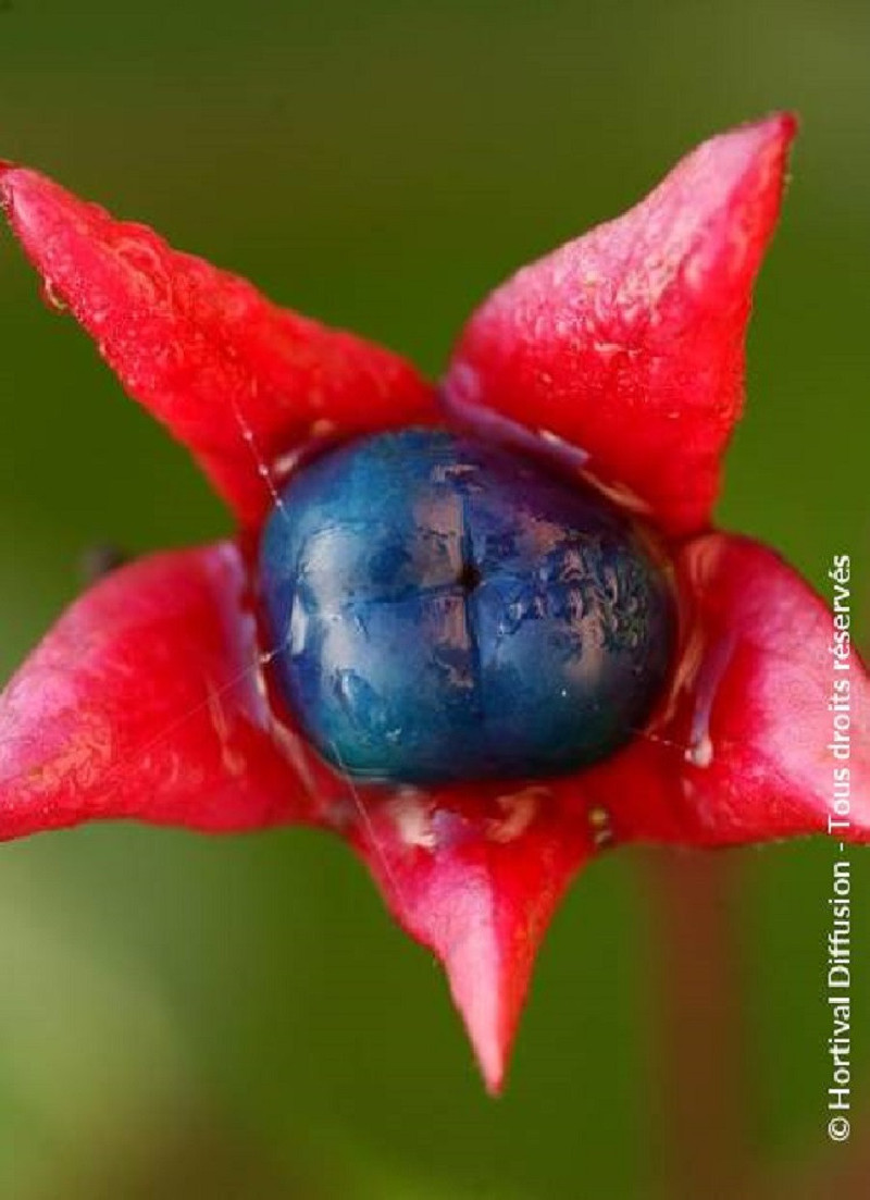 CLERODENDRUM trichotomum (Clérodendron)