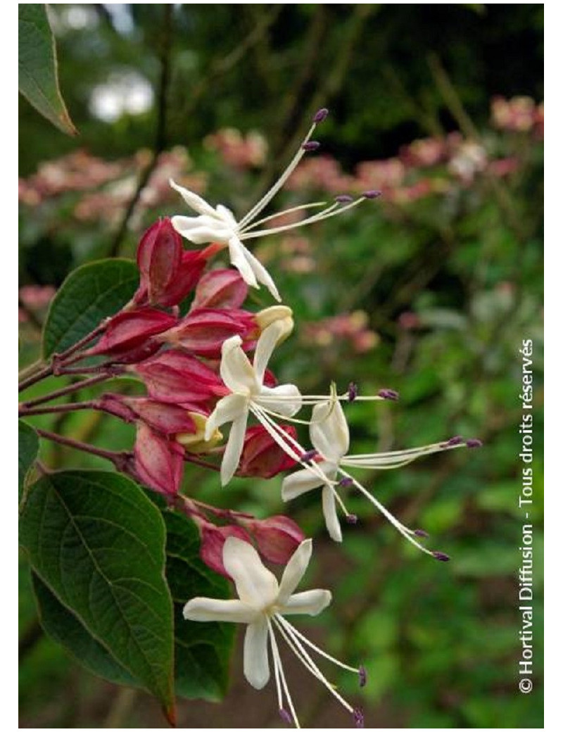 CLERODENDRUM trichotomum (Clérodendron)