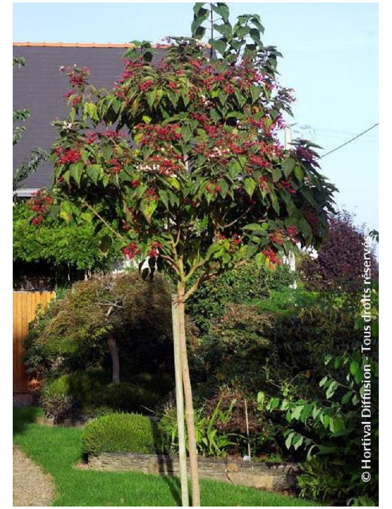 CLERODENDRUM trichotomum (Clérodendron)