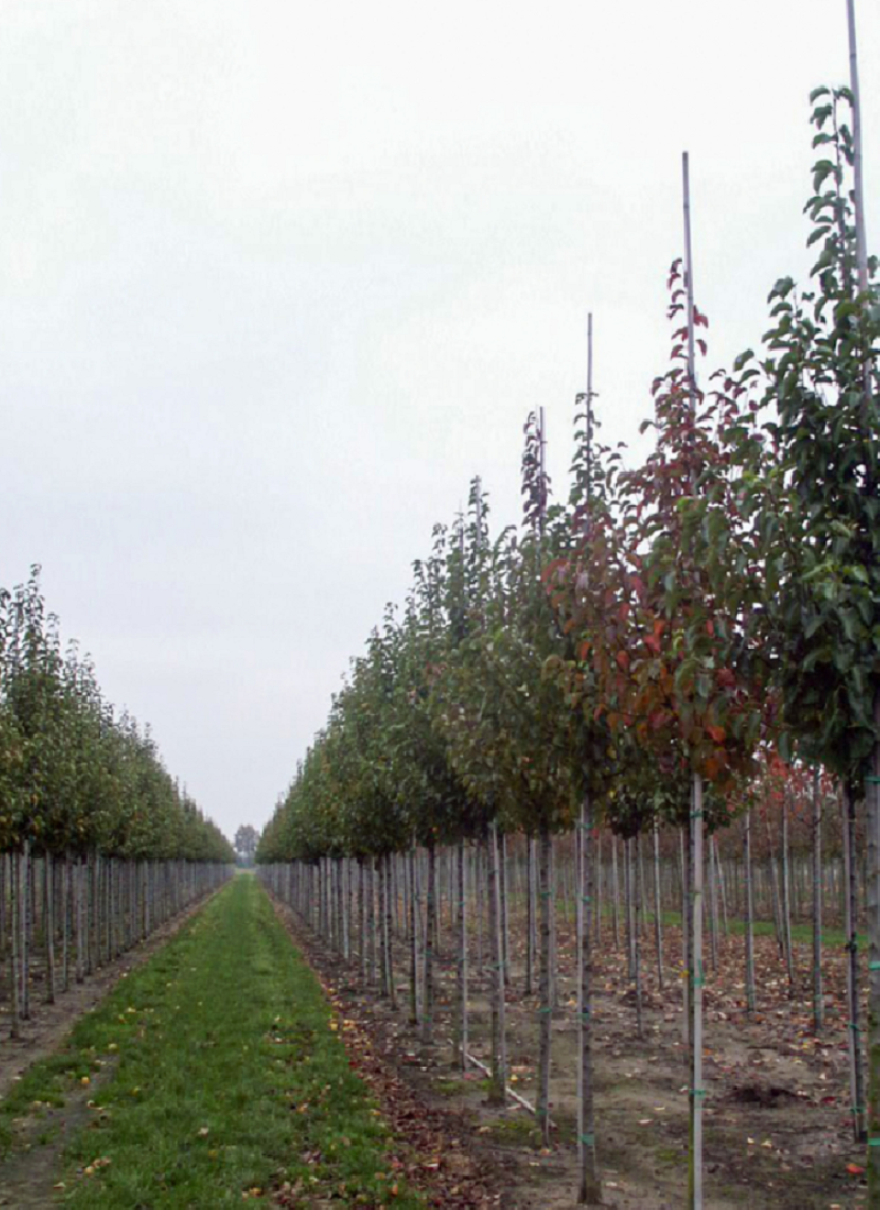 PYRUS calleryana CAPITAL (Poirier à fleurs Capital)