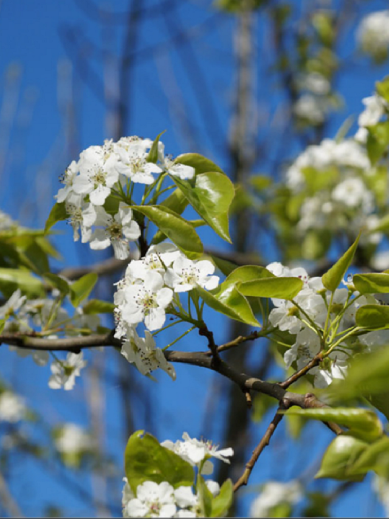 PYRUS calleryana CAPITAL (Poirier à fleurs Capital)