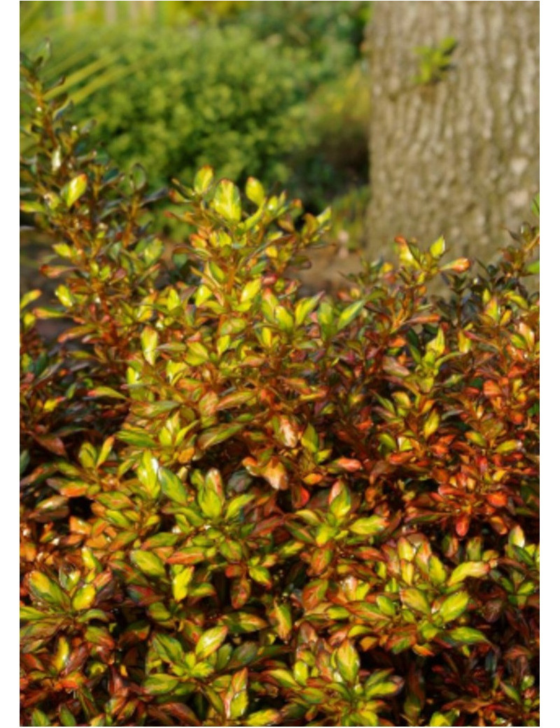 COPROSMA EVENING GLOW (Coprosma)