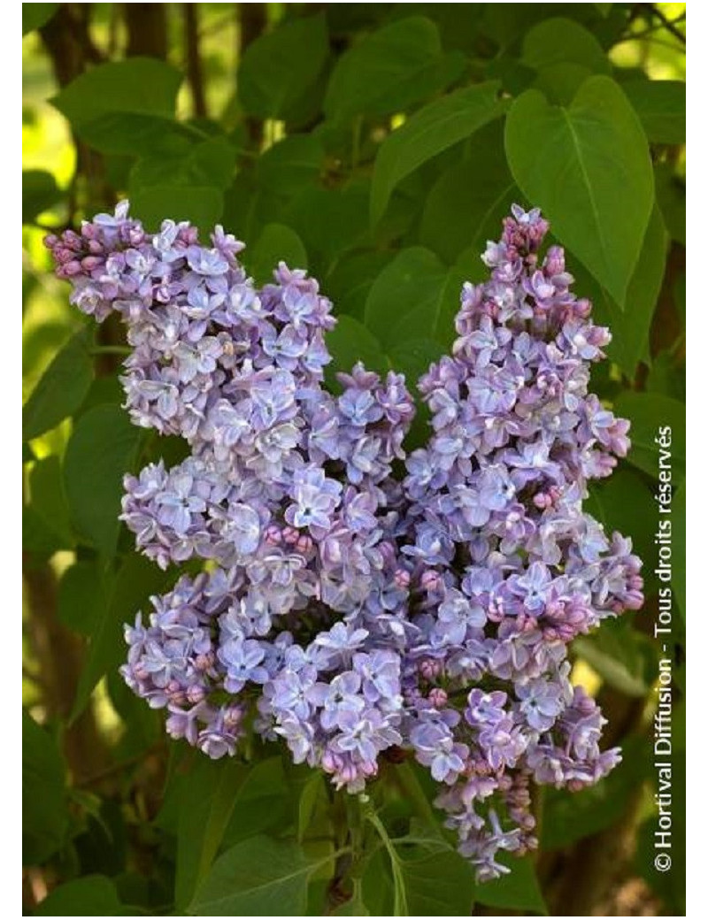 SYRINGA vulgaris Président Grévy (Lilas)
