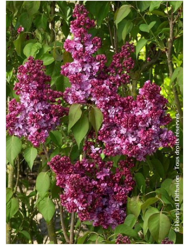 Achat en ligne arbres et arbustes (66)