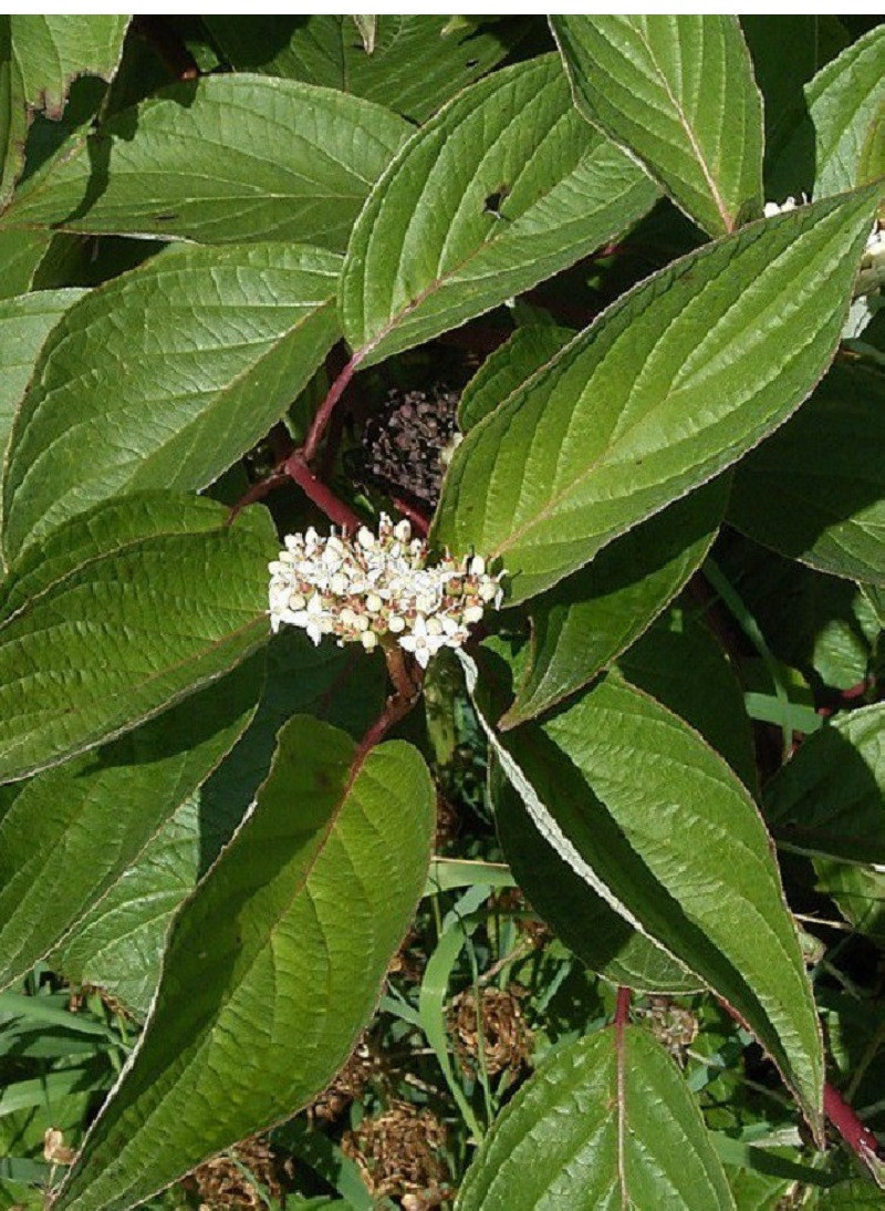 CORNUS alba (Cornouiller blanc)