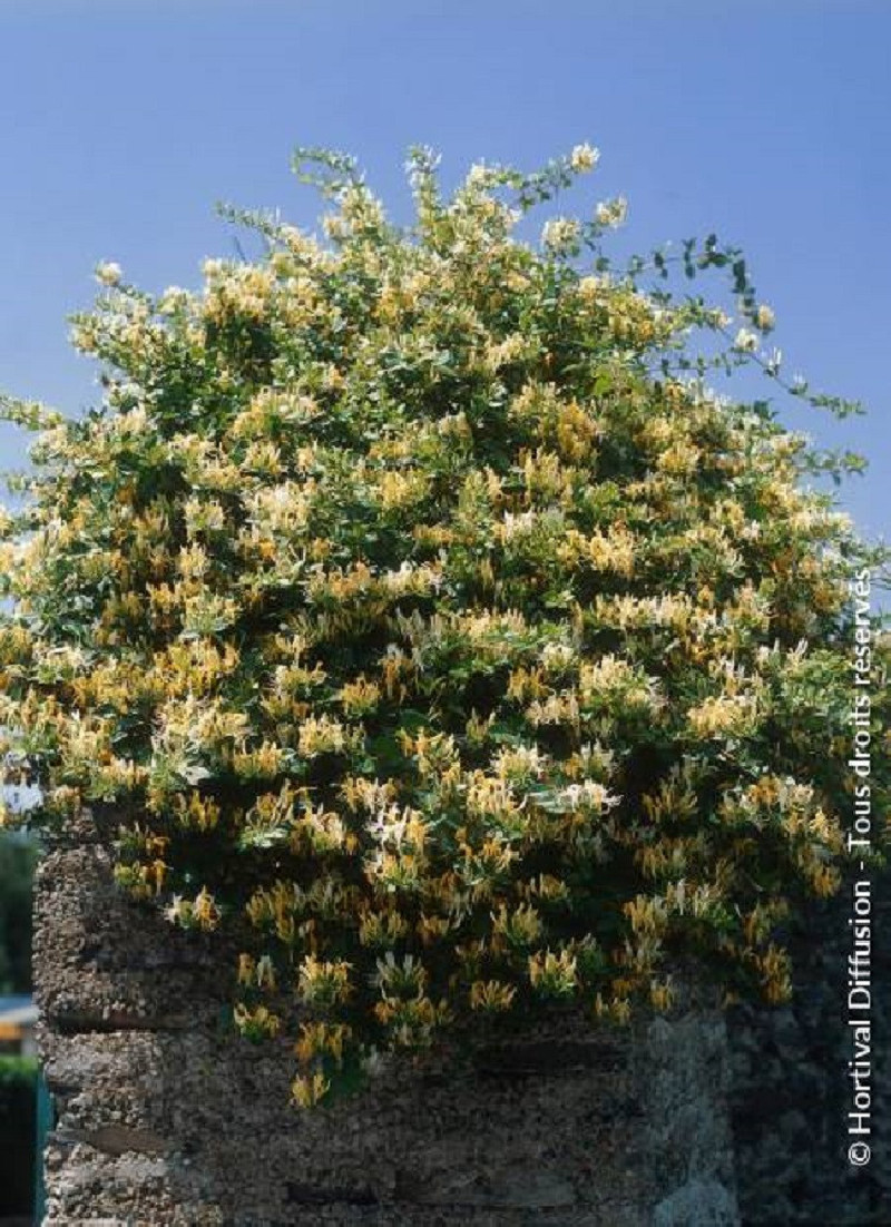 LONICERA japonica HALLIANA (Chèvrefeuille grimpant)