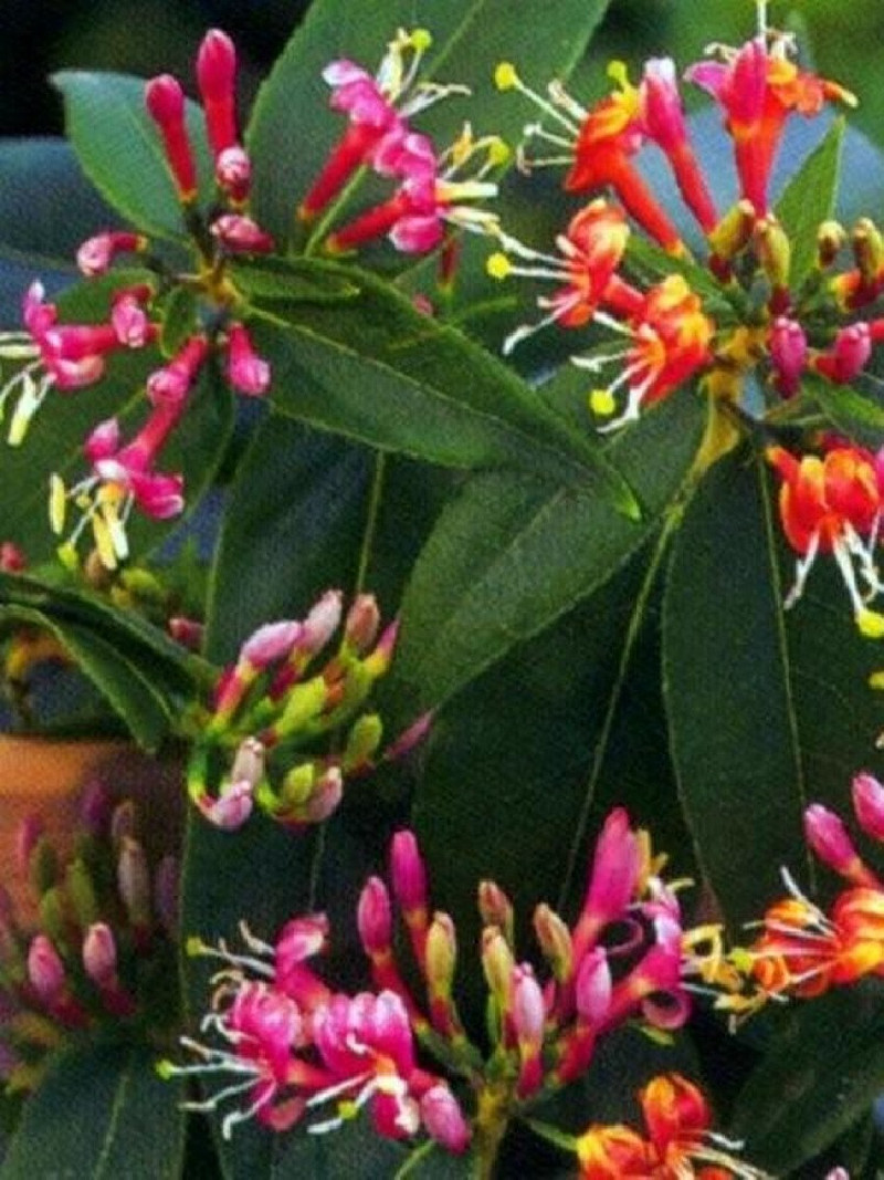 LONICERA henryi (Chèvrefeuille grimpant)