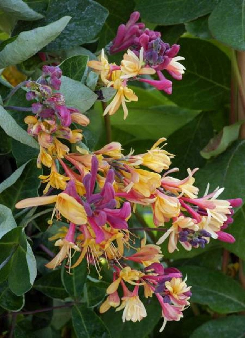 LONICERA heckrottii GOLDFLAME (Chèvrefeuille grimpant)