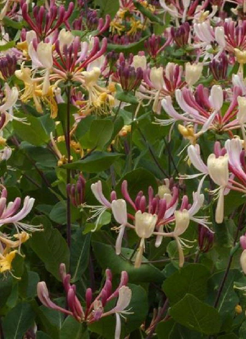 LONICERA heckrottii GOLDFLAME (Chèvrefeuille grimpant)