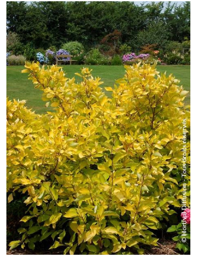 CORNUS alba AUREA (Cornouiller blanc doré)