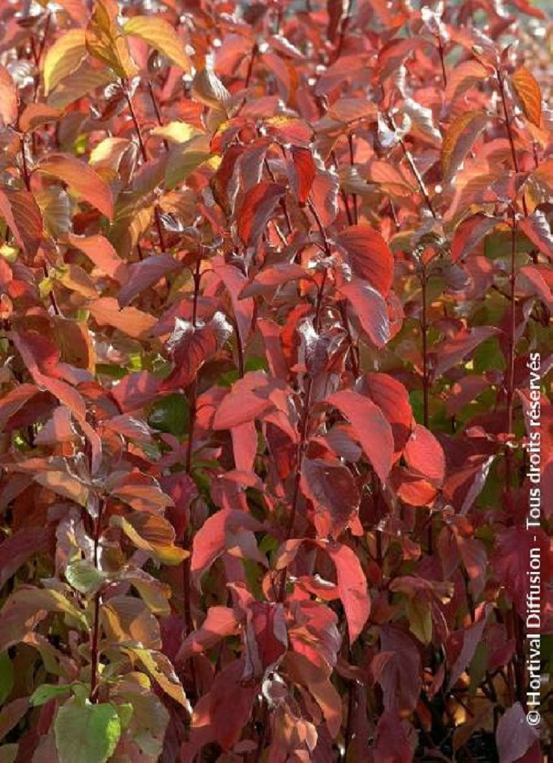 CORNUS alba AUREA (Cornouiller blanc doré)