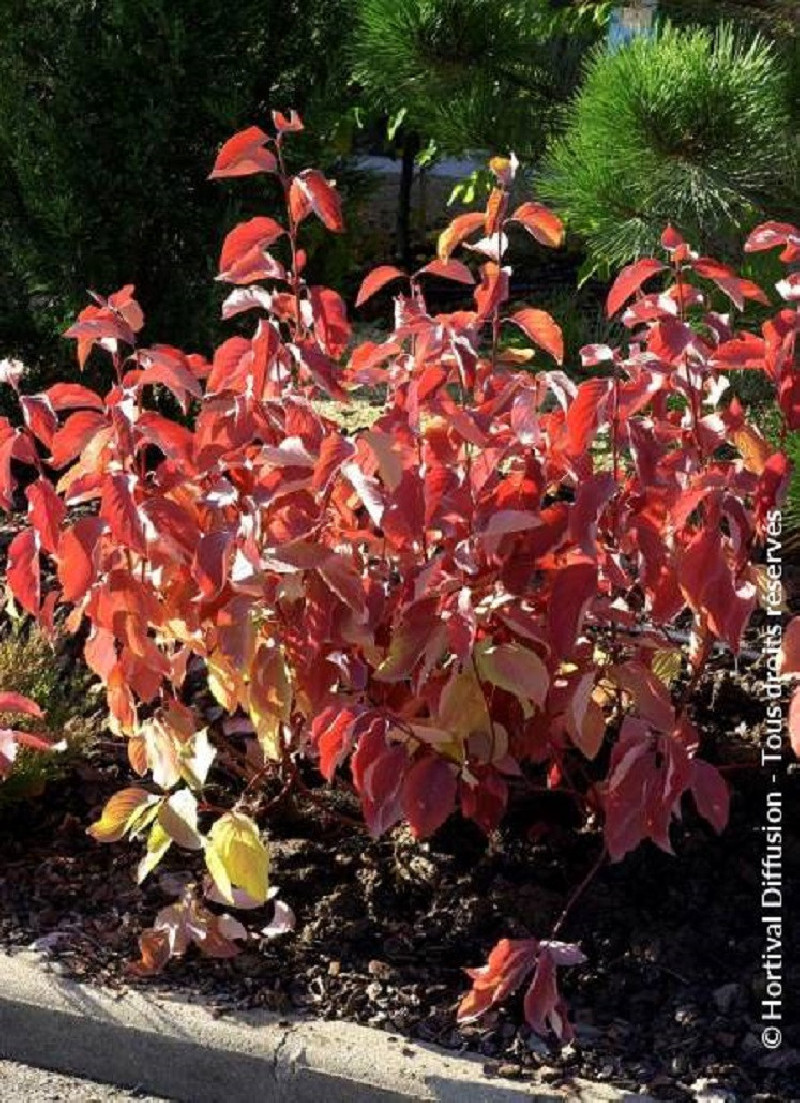 CORNUS alba AUREA (Cornouiller blanc doré)