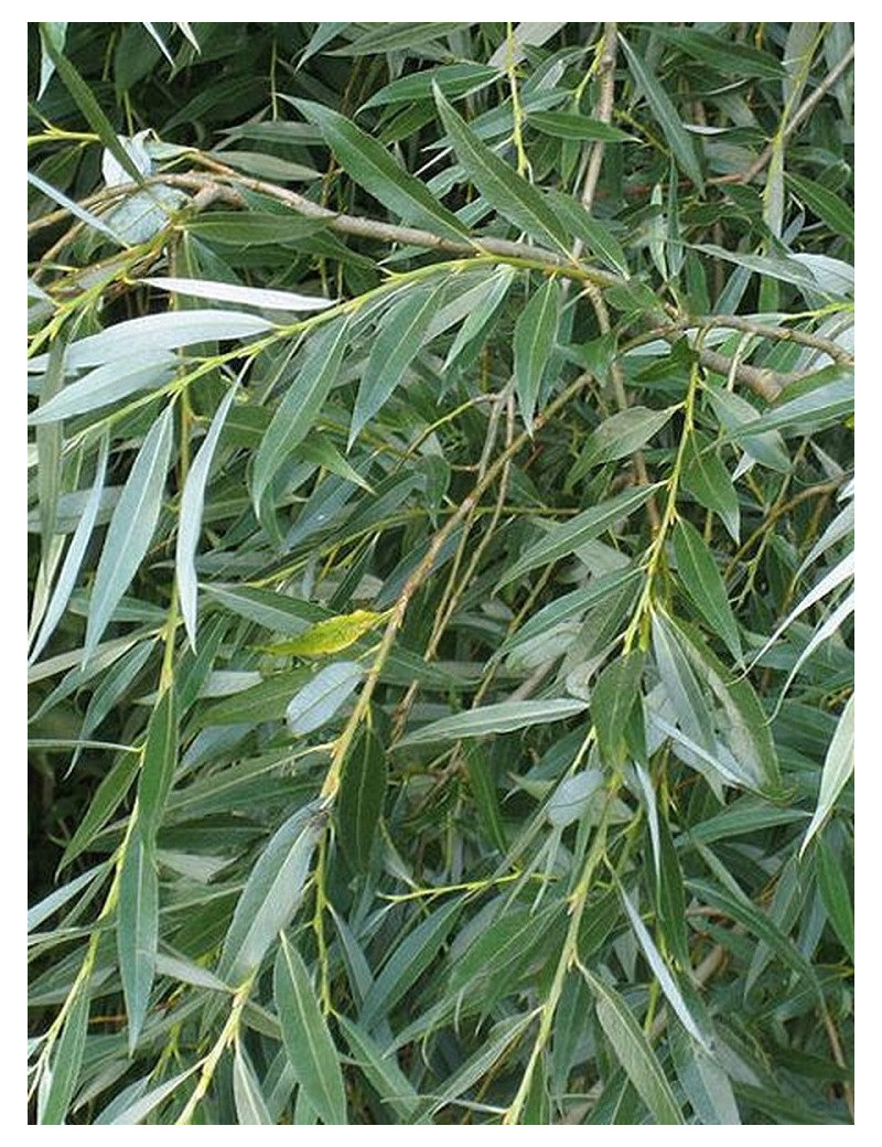 SALIX alba LIEMPDE (Saule blanc Liempde)