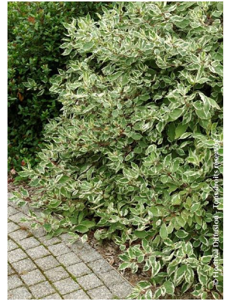 CORNUS alba ELEGANTISSIMA (Cornouiller blanc panaché)