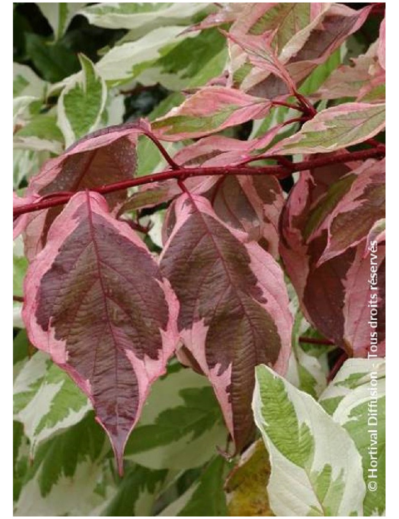 CORNUS alba ELEGANTISSIMA (Cornouiller blanc panaché)