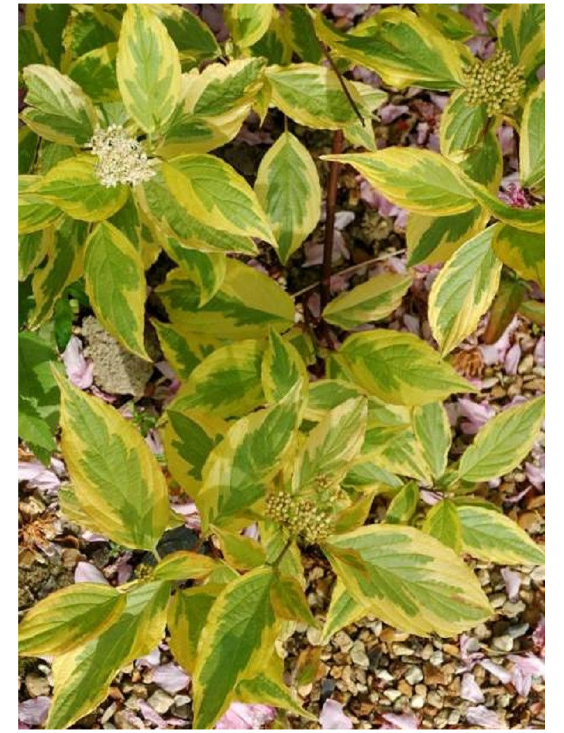 CORNUS alba GOUCHAULTII (Cornouiller blanc de Gouchault)
