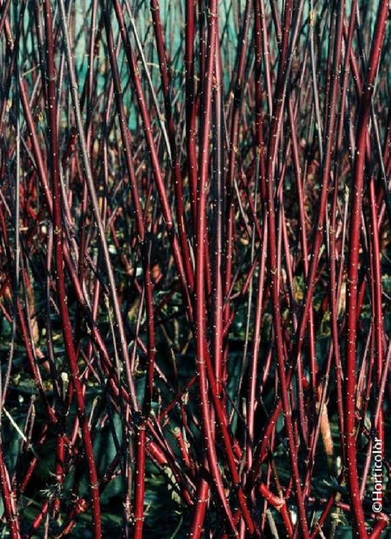 CORNUS alba KESSELRINGII (Cornouiller blanc Kesselringii)