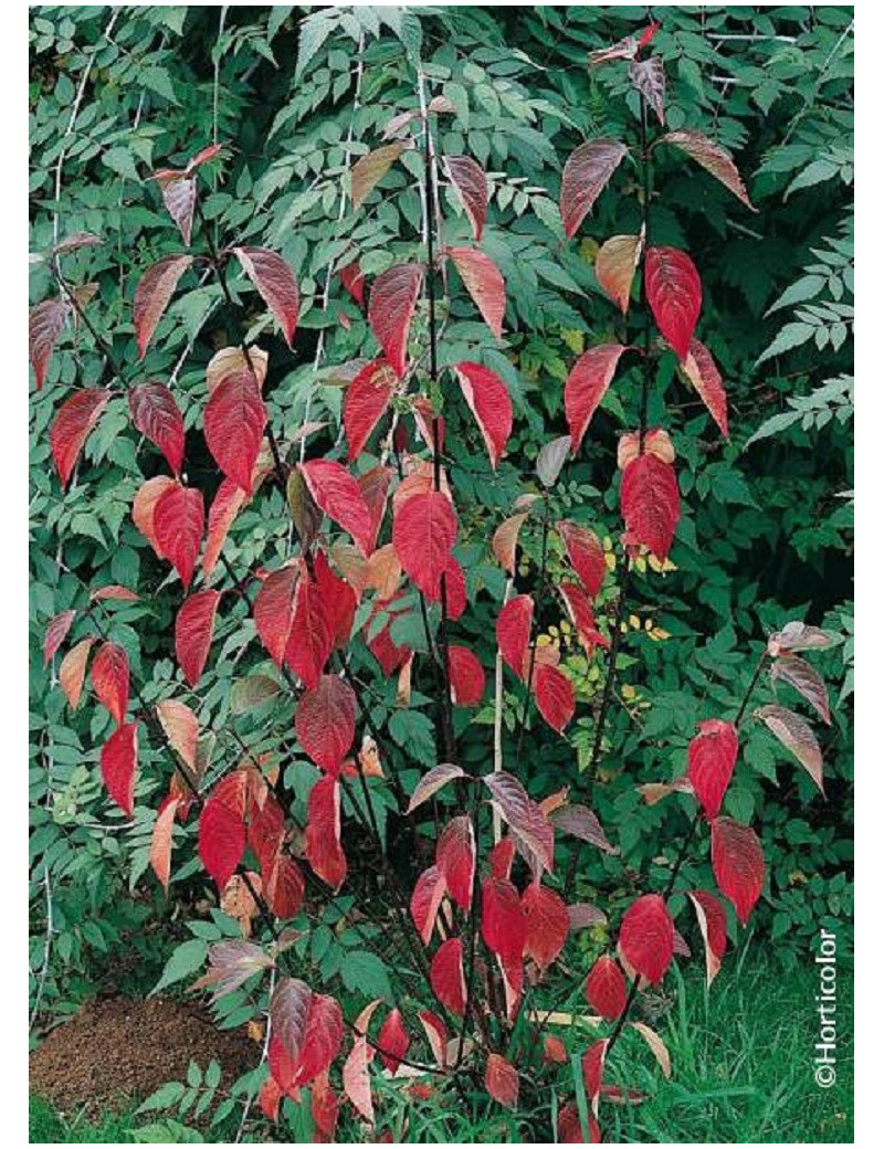 CORNUS alba KESSELRINGII (Cornouiller blanc Kesselringii)