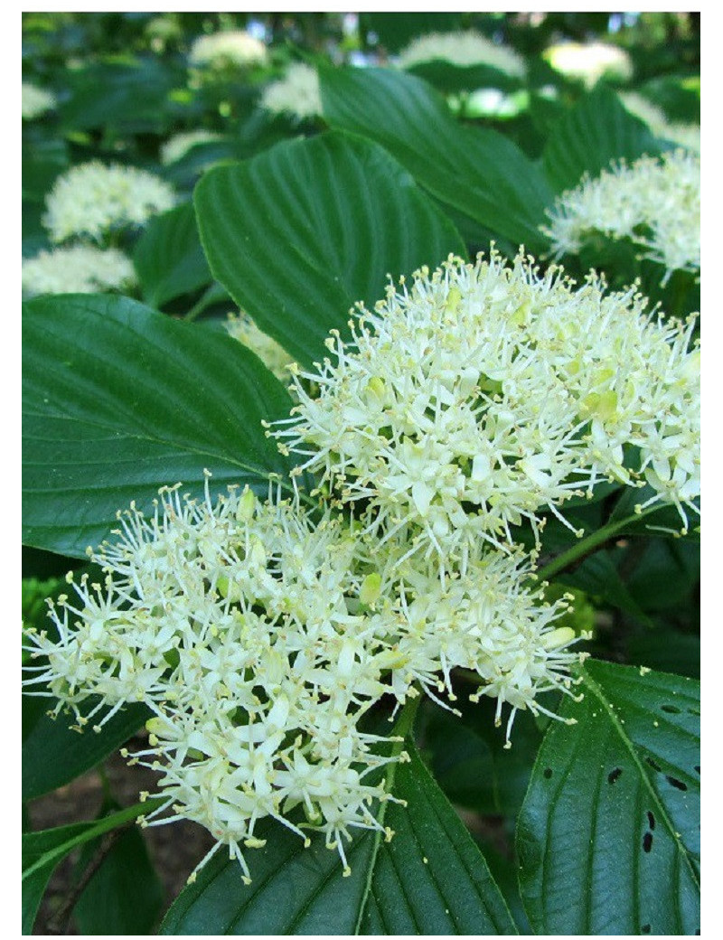 CORNUS alternifolia (Cornouiller à feuilles alternes)