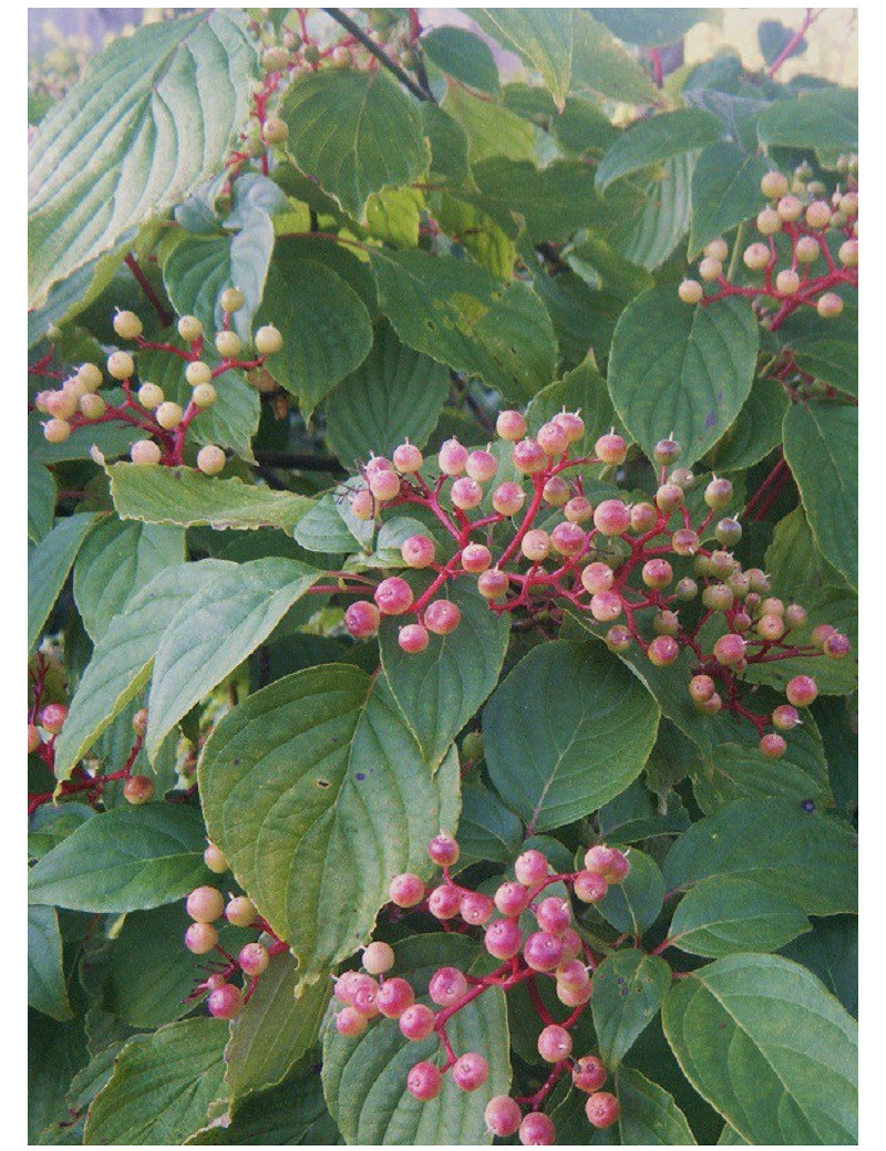 CORNUS alternifolia (Cornouiller à feuilles alternes)
