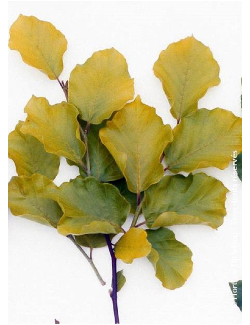 FAGUS sylvatica DAWICK GOLD (Hêtre fastigié doré)