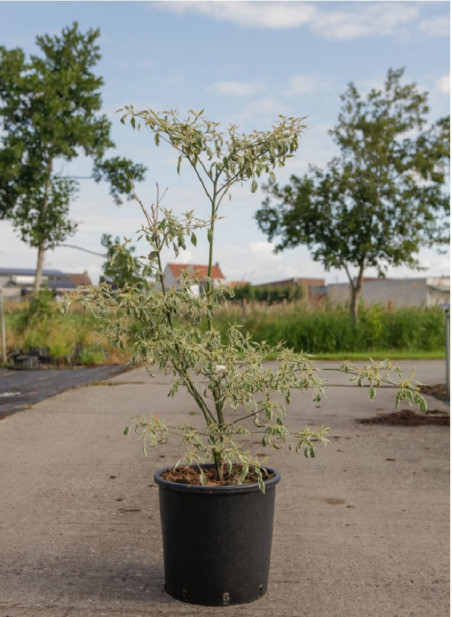 CORNUS alternifolia ARGENTEA (Cornouiller panaché à feuilles alternes)
