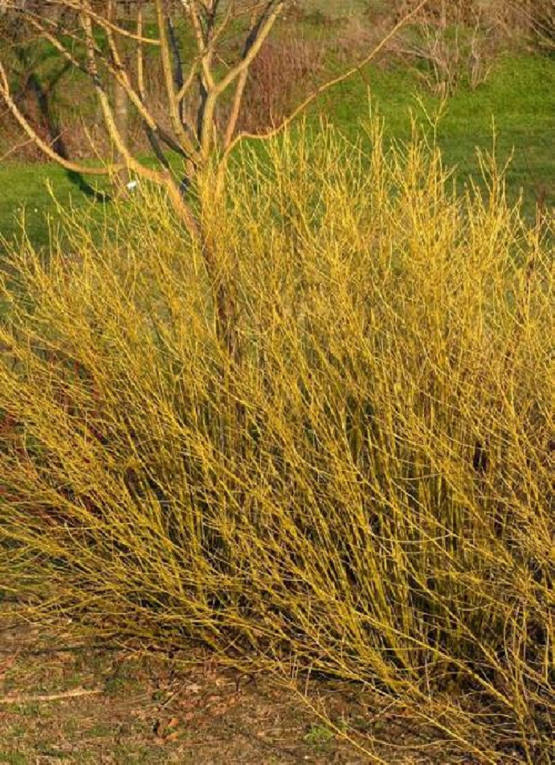 CORNUS sericea FLAVIRAMEA (Cornouiller stolonifère à bois jaune)