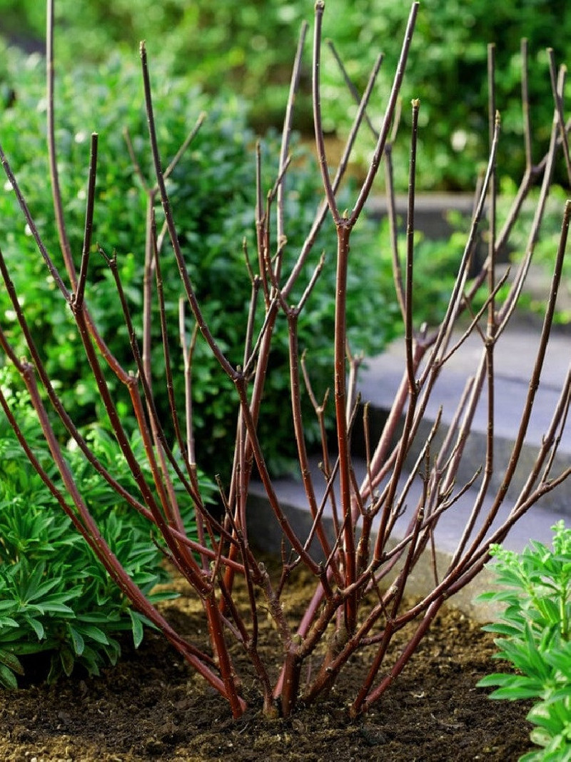 CORNUS sanguinea (Cornouiller sanguin)