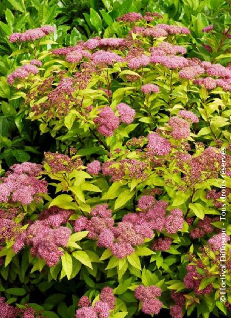 SPIRAEA japonica GOLDFLAME (Spirée)