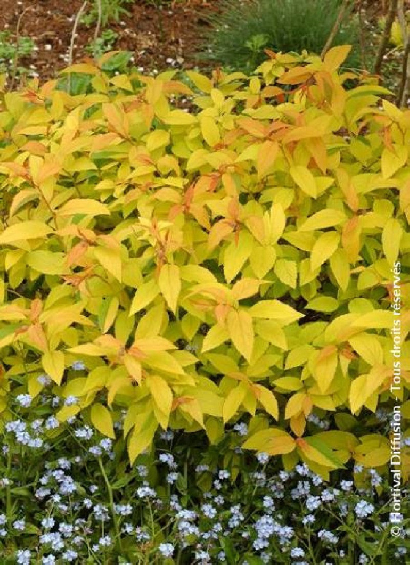 SPIRAEA japonica GOLDFLAME (Spirée)