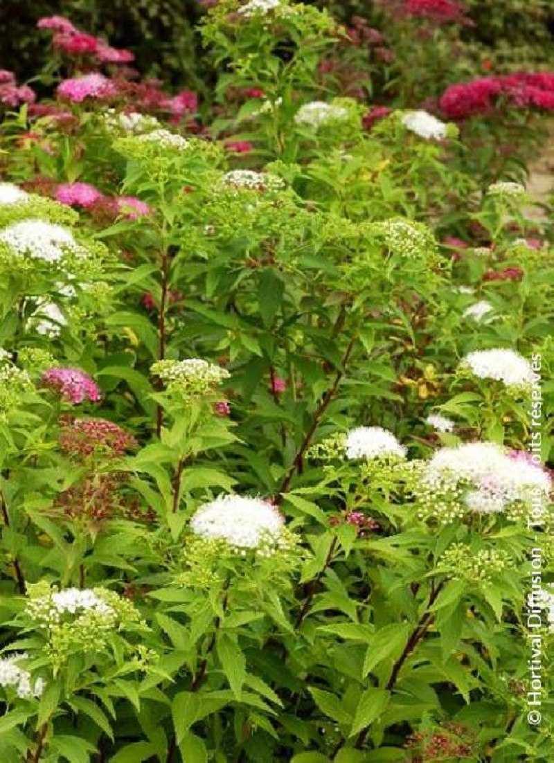 SPIRAEA japonica SHIROBANA (Spirée)