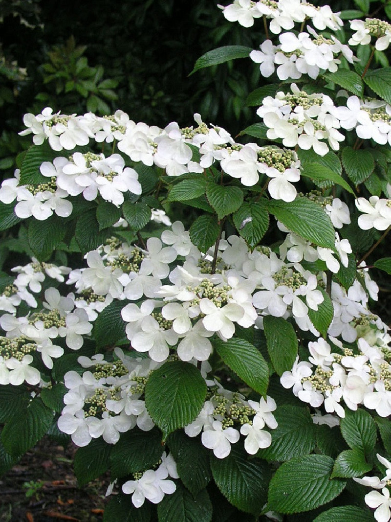 Viburnum Mariesii Plicatum