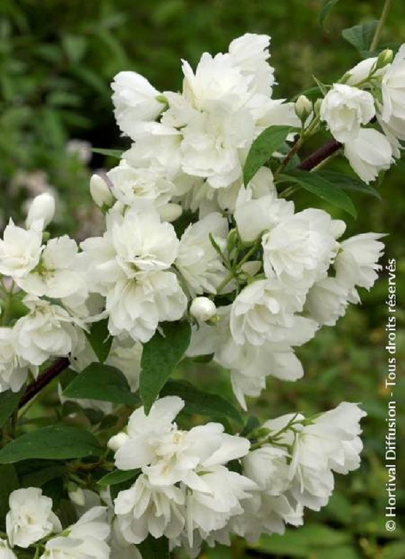 PHILADELPHUS SNOWBELLE (Seringat des jardins)