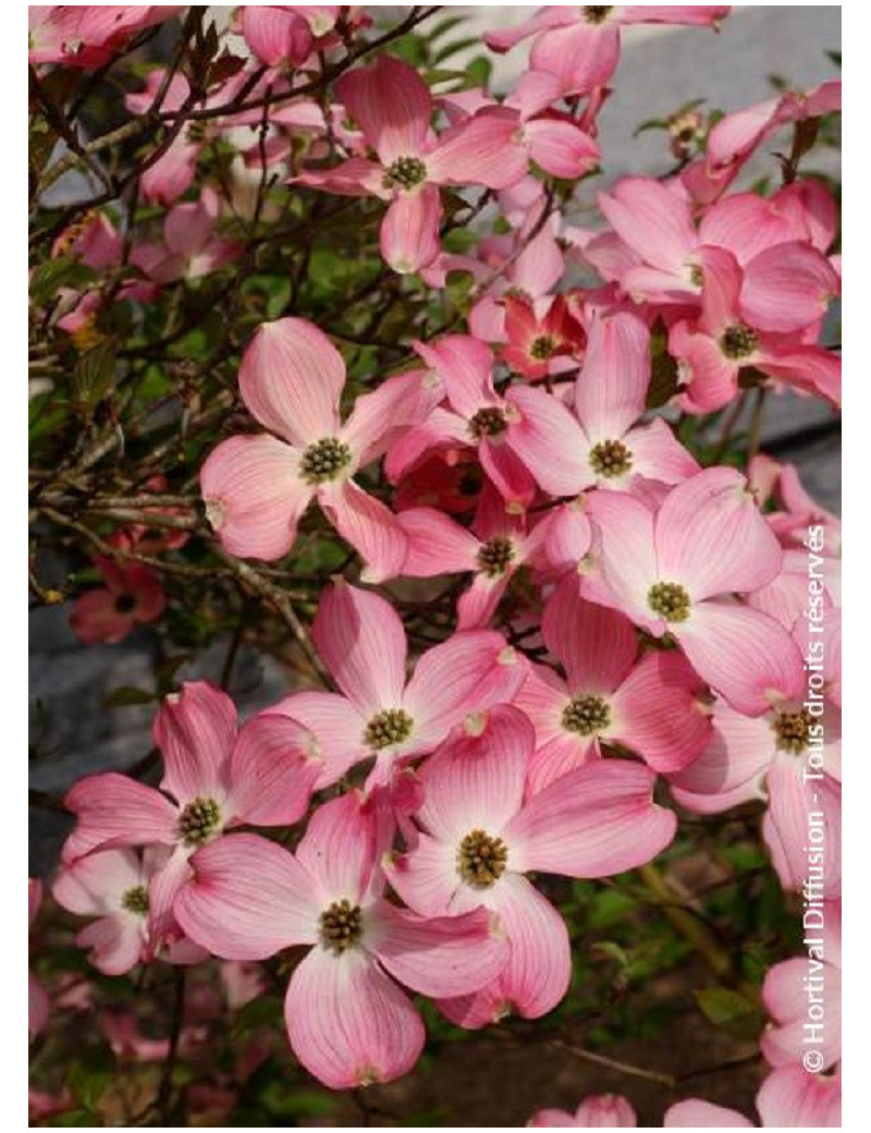 CORNUS florida RUBRA (Cornouiller de Floride à fleurs roses)