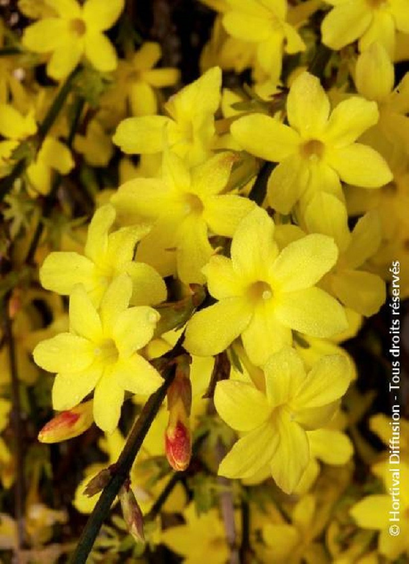 JASMINUM nudiflorum (Jasmin d'hiver)